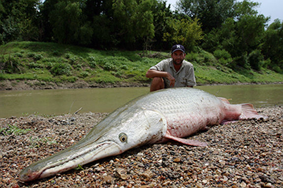 our Earth our Lives: Fact about Alligator Gar