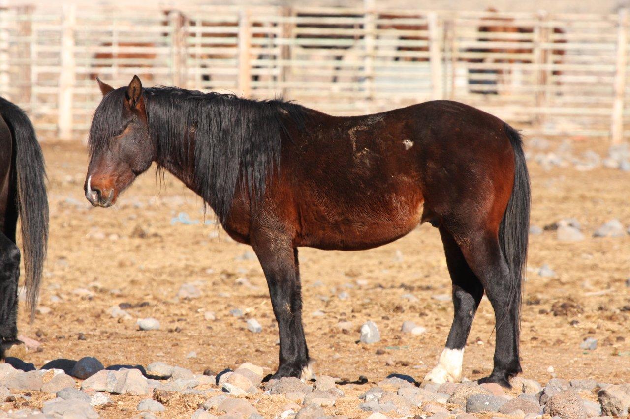 Where The Wild Horses Are: November Visit To Litchfield WH&B Corrals