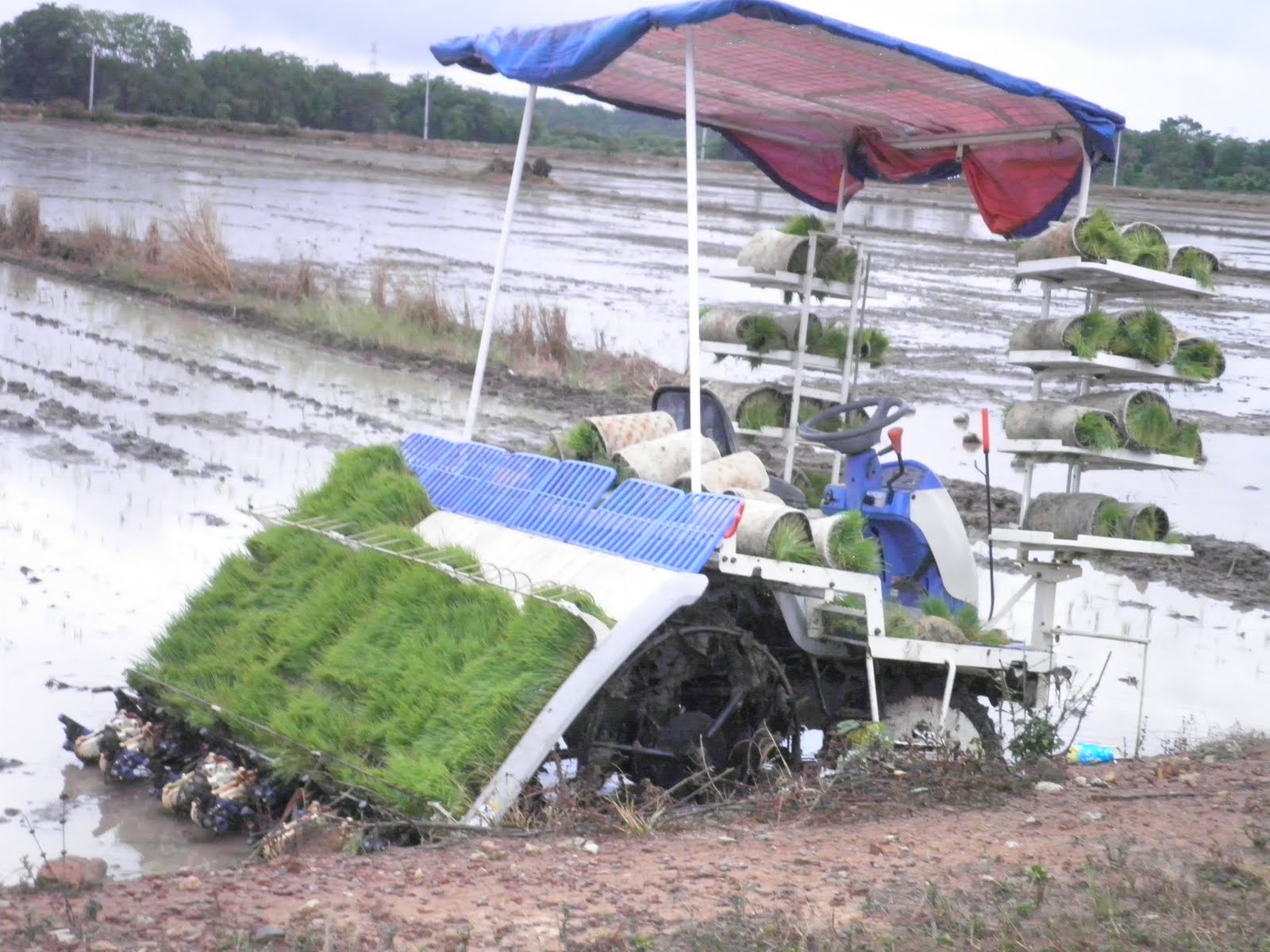 SELAMAT DATANG: Menuai padi