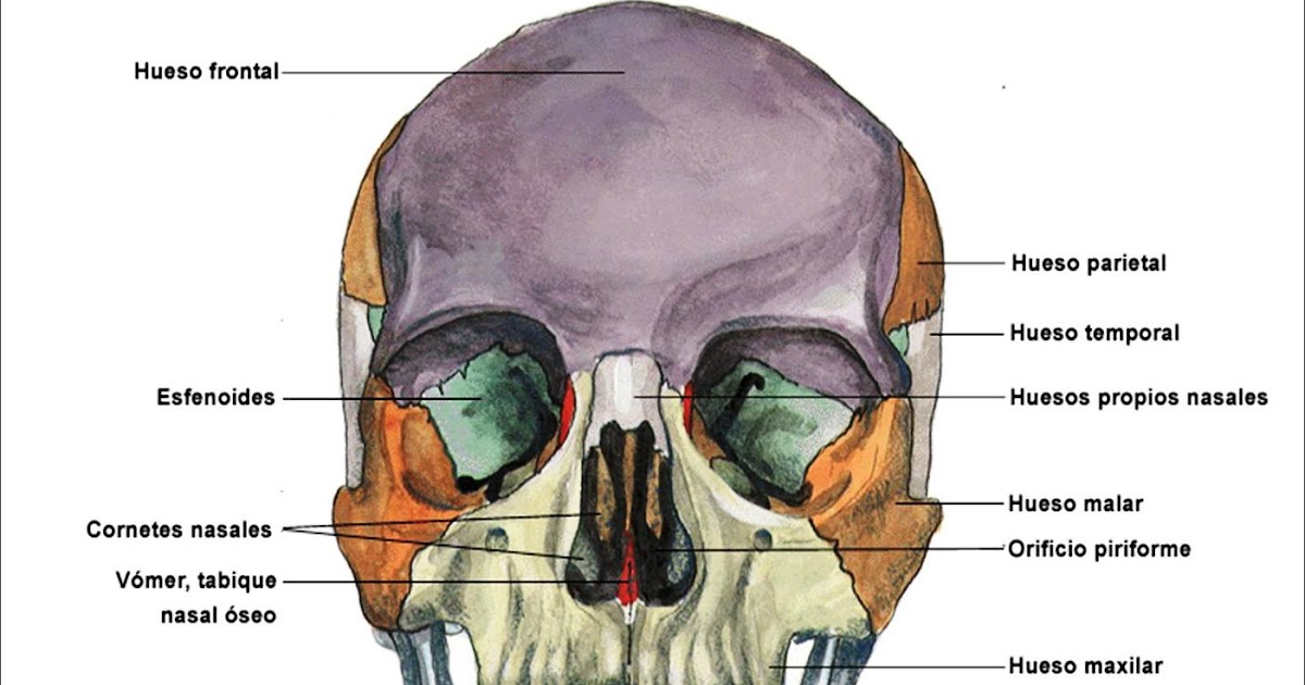 Primaria - Aprender es fácil: Huesos de la cabeza
