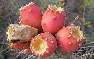 Cactus: Penca