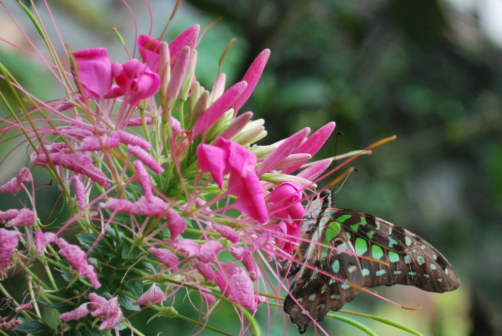 MydreamLand 我的梦幻世界: Butterfly farm in Cameron Highlands