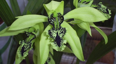 SEVI_NURAGA: bunga anggrek