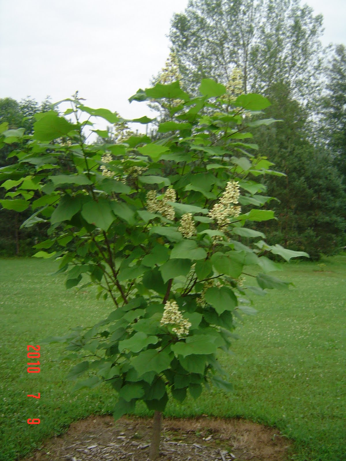 Anna's Perennials: August hours