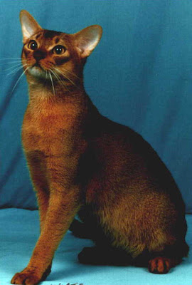Facts about the Abyssinian cat | Facts About All