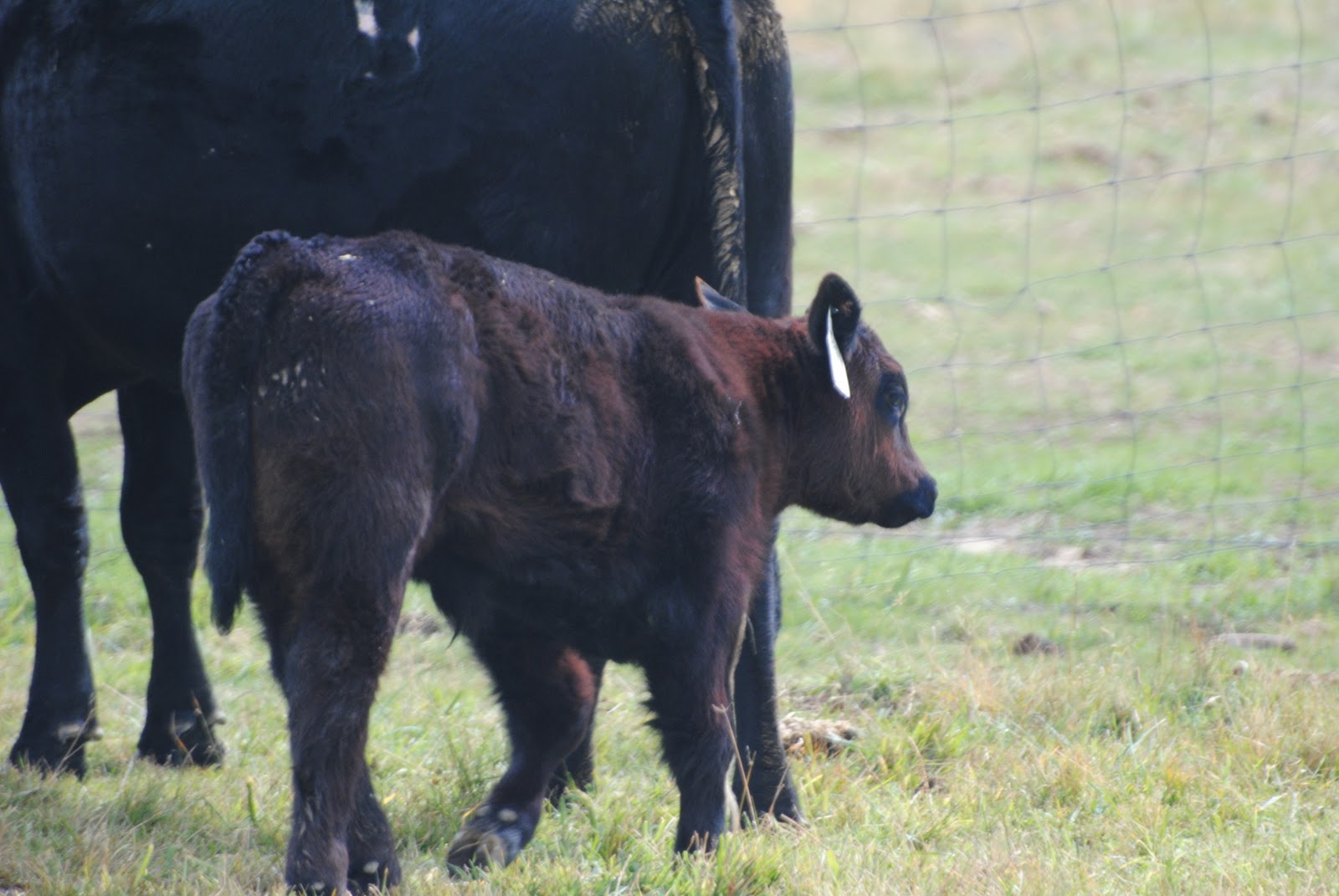 PERRY BERRY BLOG: Maine Anjou-Angus Herd 2010