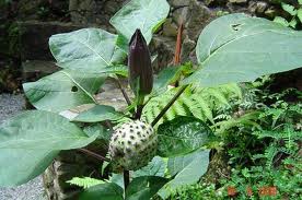 Puri Bunga Seruni: KECUBUNG