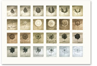 Beth Fish Reads: Review: The Arrival by Shaun Tan