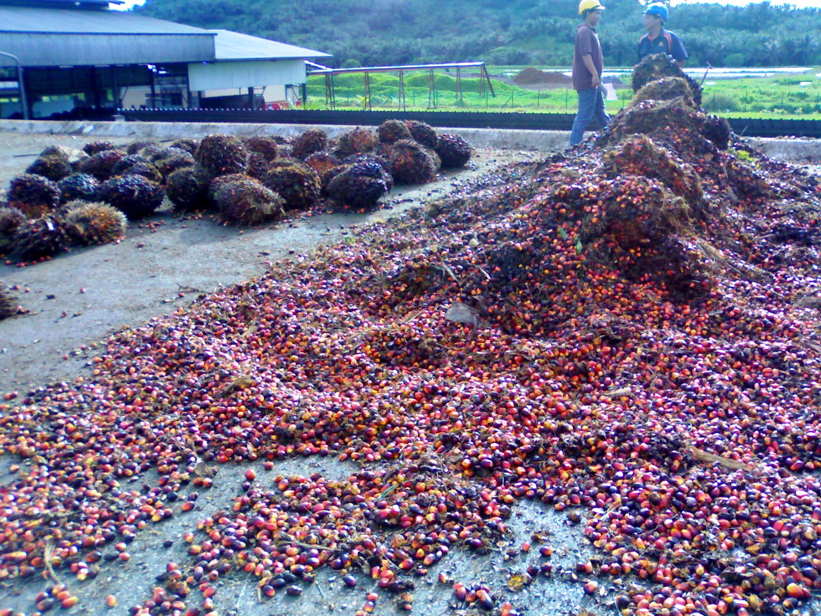 Kembara Insan / Engineer's Blog: Loose Fruit Analysis