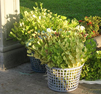 Reyjr.com: Living Batangueño: Palaspas (Palm Sunday)