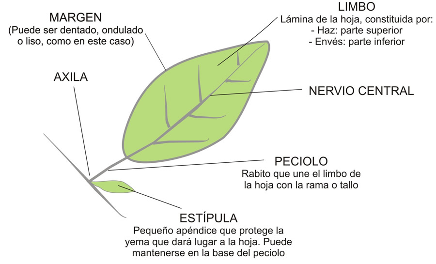 El Árbol de Pedro: Las hojas y partes de una hoja