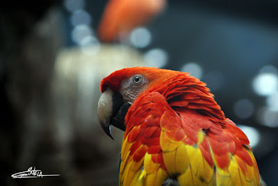 Tan solo un momento...: ¿GUACAMAYO o LORO?