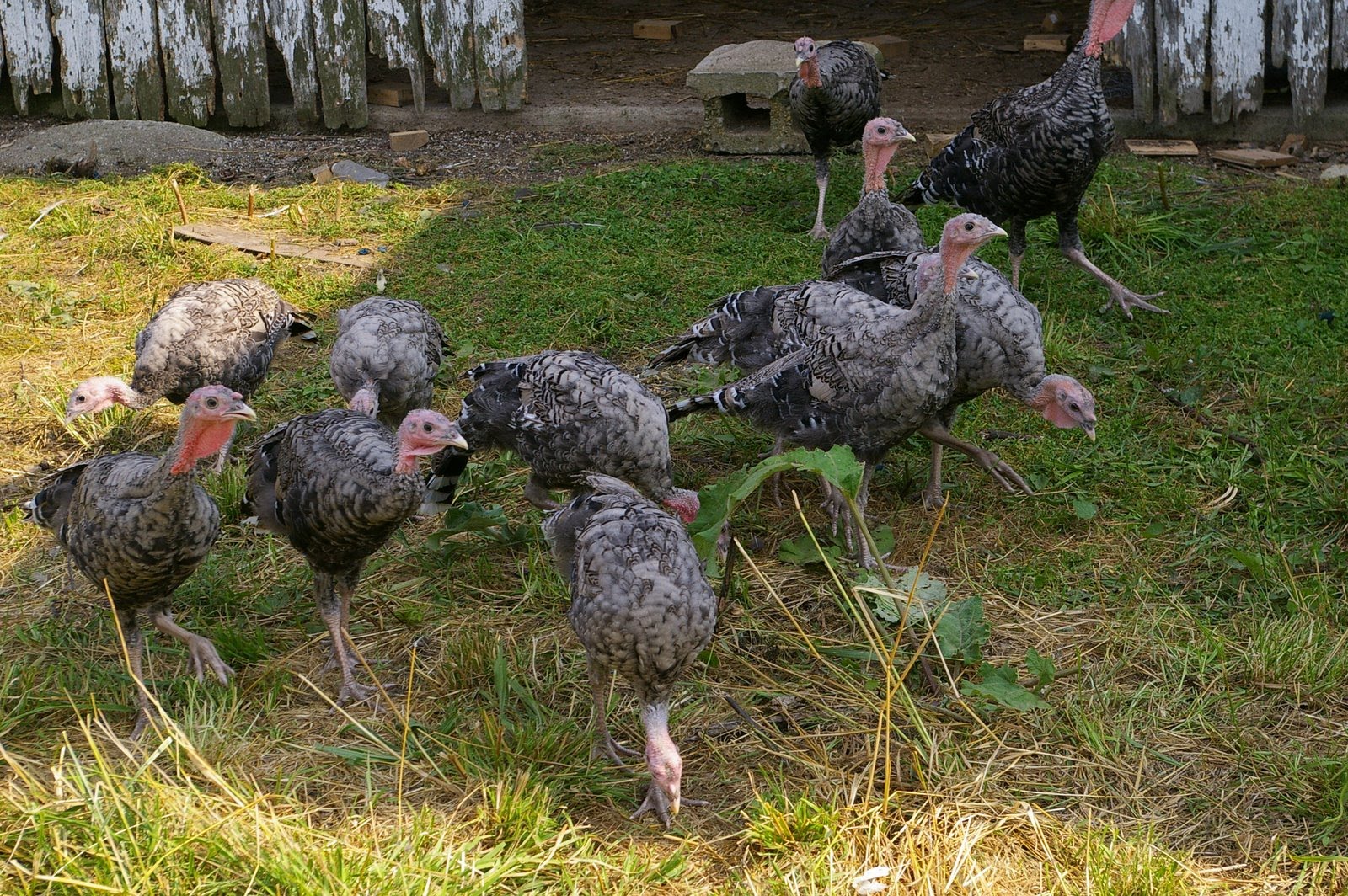 Saw-whet Manor: Turkey pen