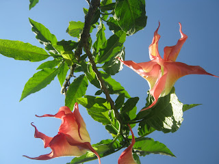 Plantas Medicinales del Abuelo