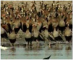 ANIMALES DEL LLANO: AVES