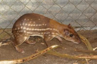 ANIMALES DEL LLANO: MAMIFEROS