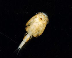 Salmon Farming Experience: Sea Lice and Slice