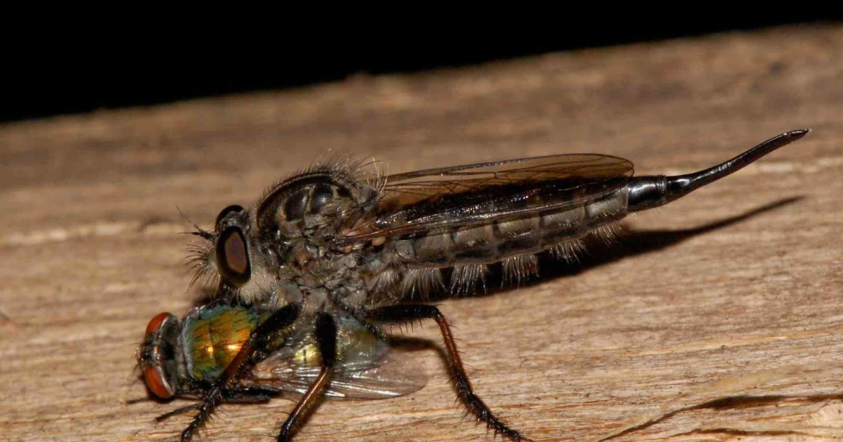 Urban Wildlife Guide: It's a fly-eat-fly world