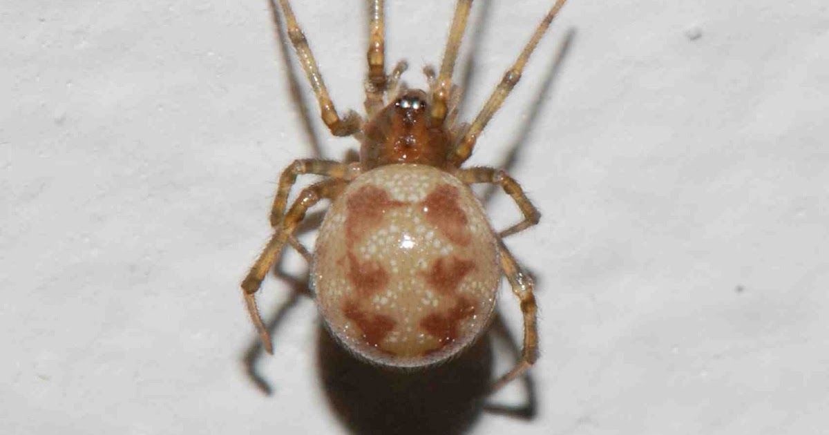 Urban Wildlife Guide: Cobwebs