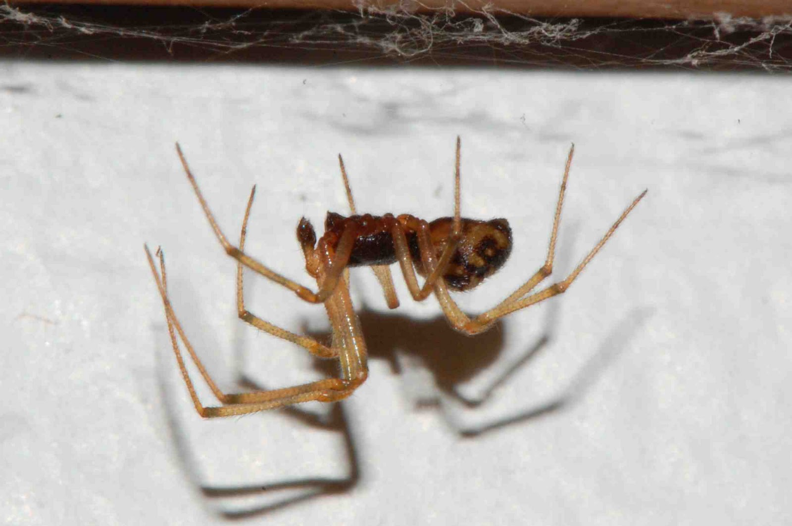 Urban Wildlife Guide: Cobwebs