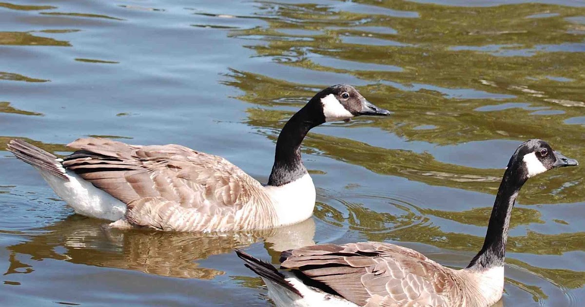 Urban Wildlife Guide: Winter Geese
