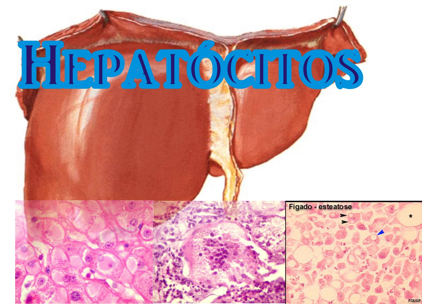 Célula Interdisciplinar: Células Hepáticas
