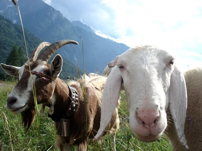 PATAQUEUSPARIUZIS: SUÍÇA - ALPES