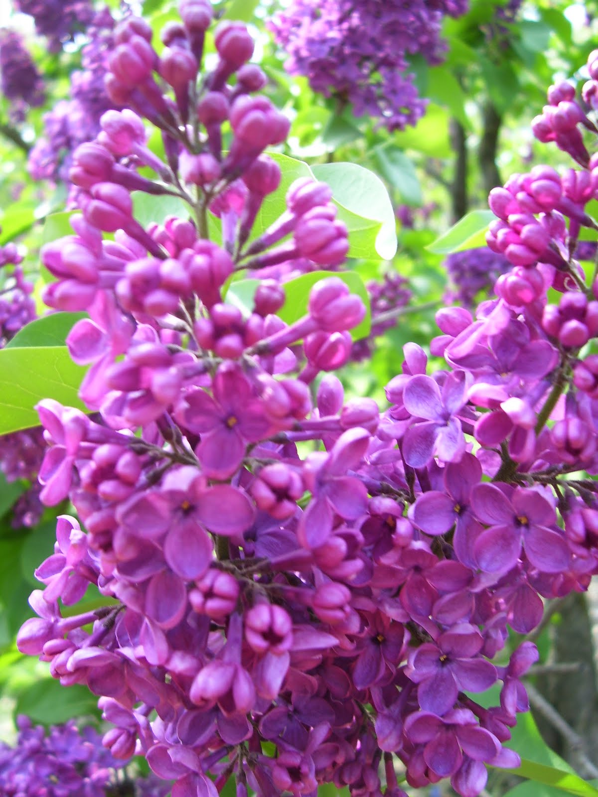 2.5 Million + 1: Lilacs