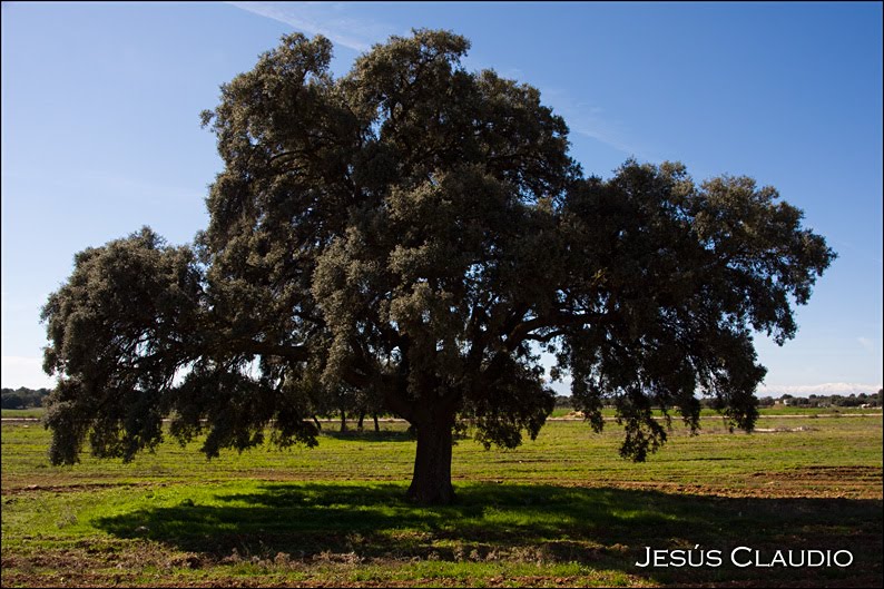 El Blog de Jesus Claudio: Restos del encinar y pinares de carrasco.