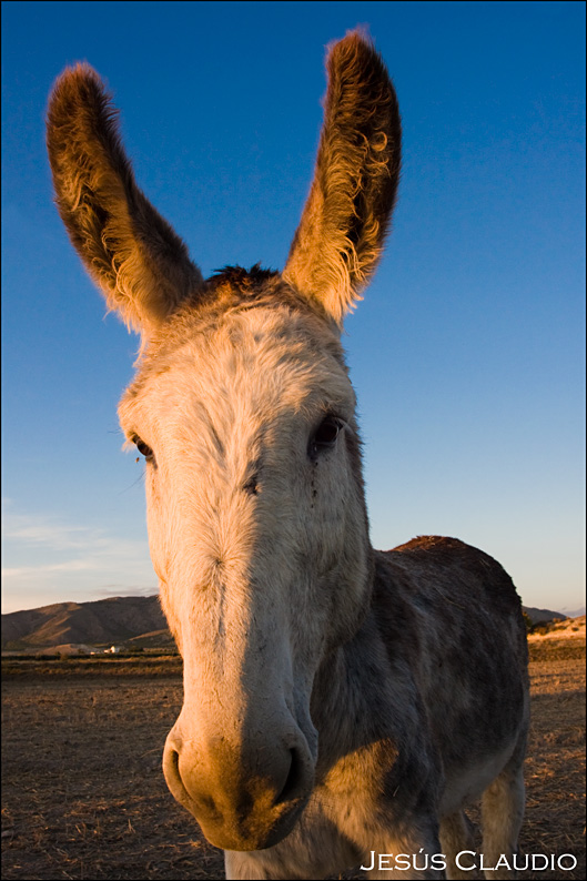 El Blog de Jesus Claudio: Asnos (Equus asinus) o burros, como prefieras ...