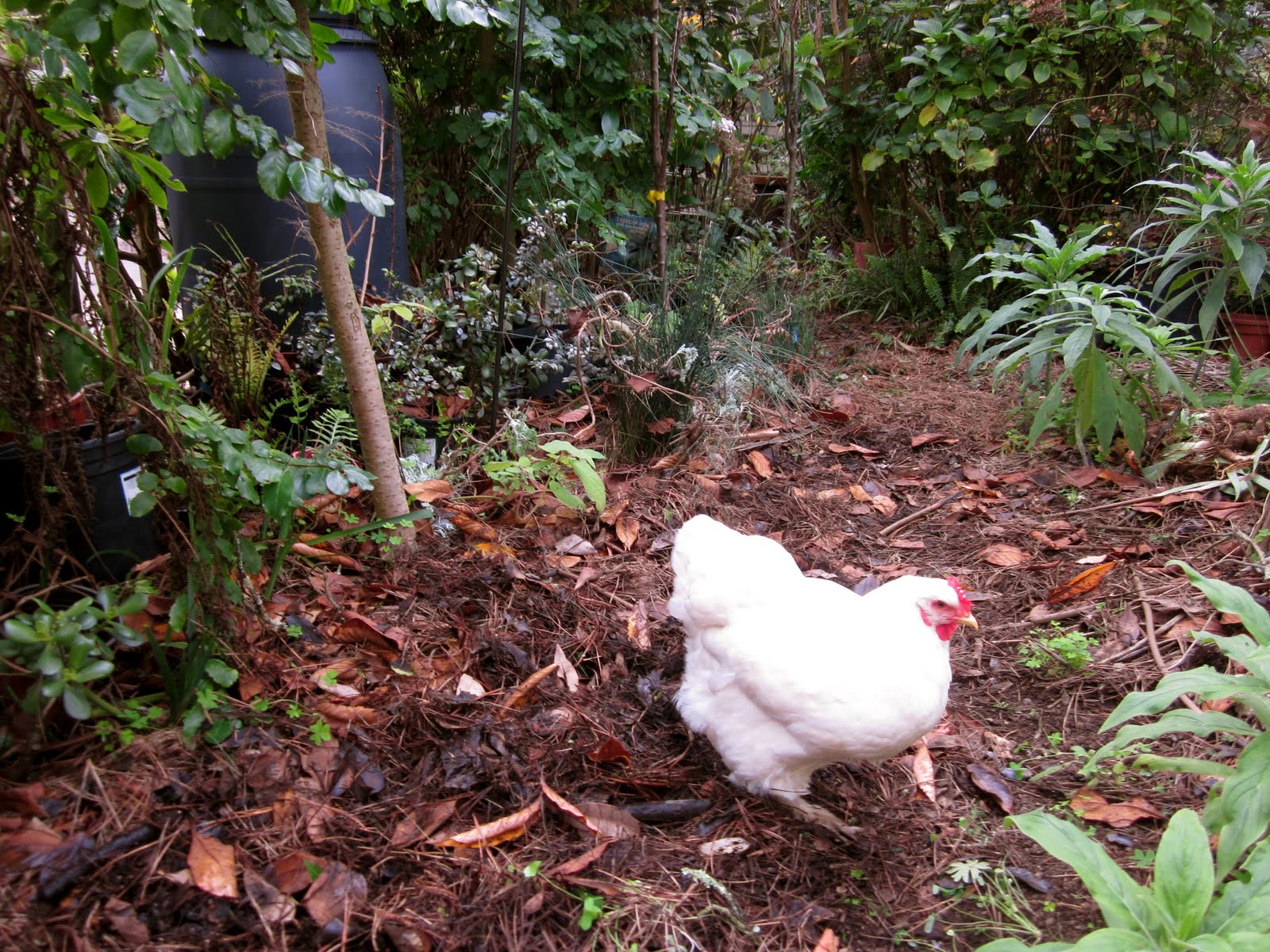 The Barefoot Gardener - Mark Russell - San Francisco, CA: Gardening ...