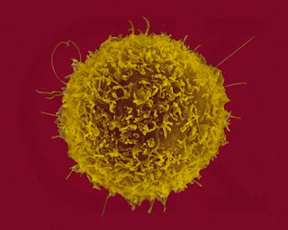 AIDS Dot Com: About T4 Cell