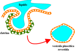 Biologia agropecuario: *PINOCITOSIS*