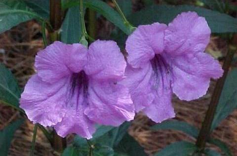 Grupo de Biología 4to A Reino Plantae M.P.S.: Dicotiledóneas