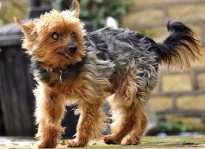 Miniature Yorkshire Terrier: Oldest Yorkie / Yorkshire Terrier