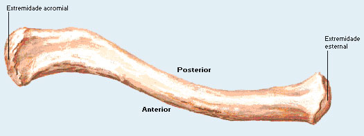 Mover: INTRODUÇÃO À OSTEOLOGIA