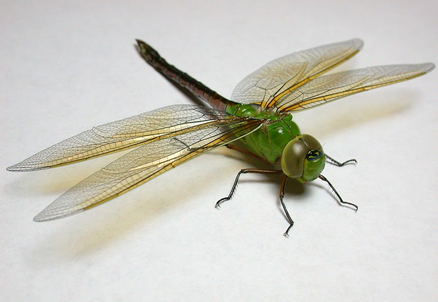 Species: Green Darner Dragonfly