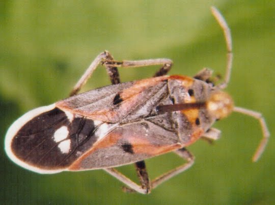 Species: Hemiptera