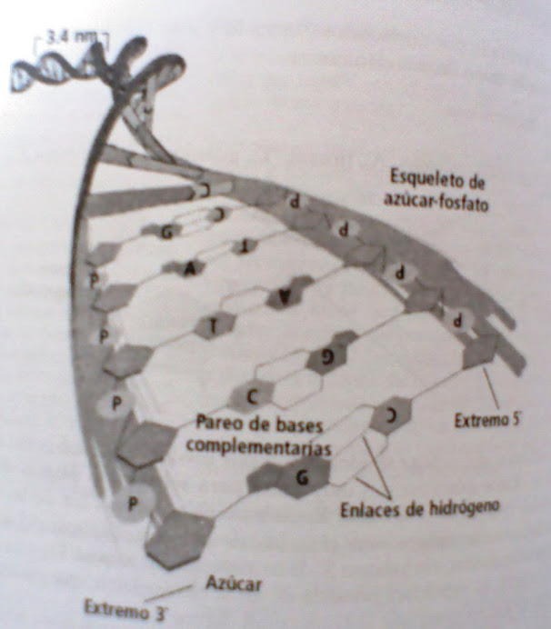 BIOLOGIA II: ESTRUCTURA DEL ADN