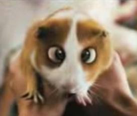 Pig Story Movie Bedtime Guinea