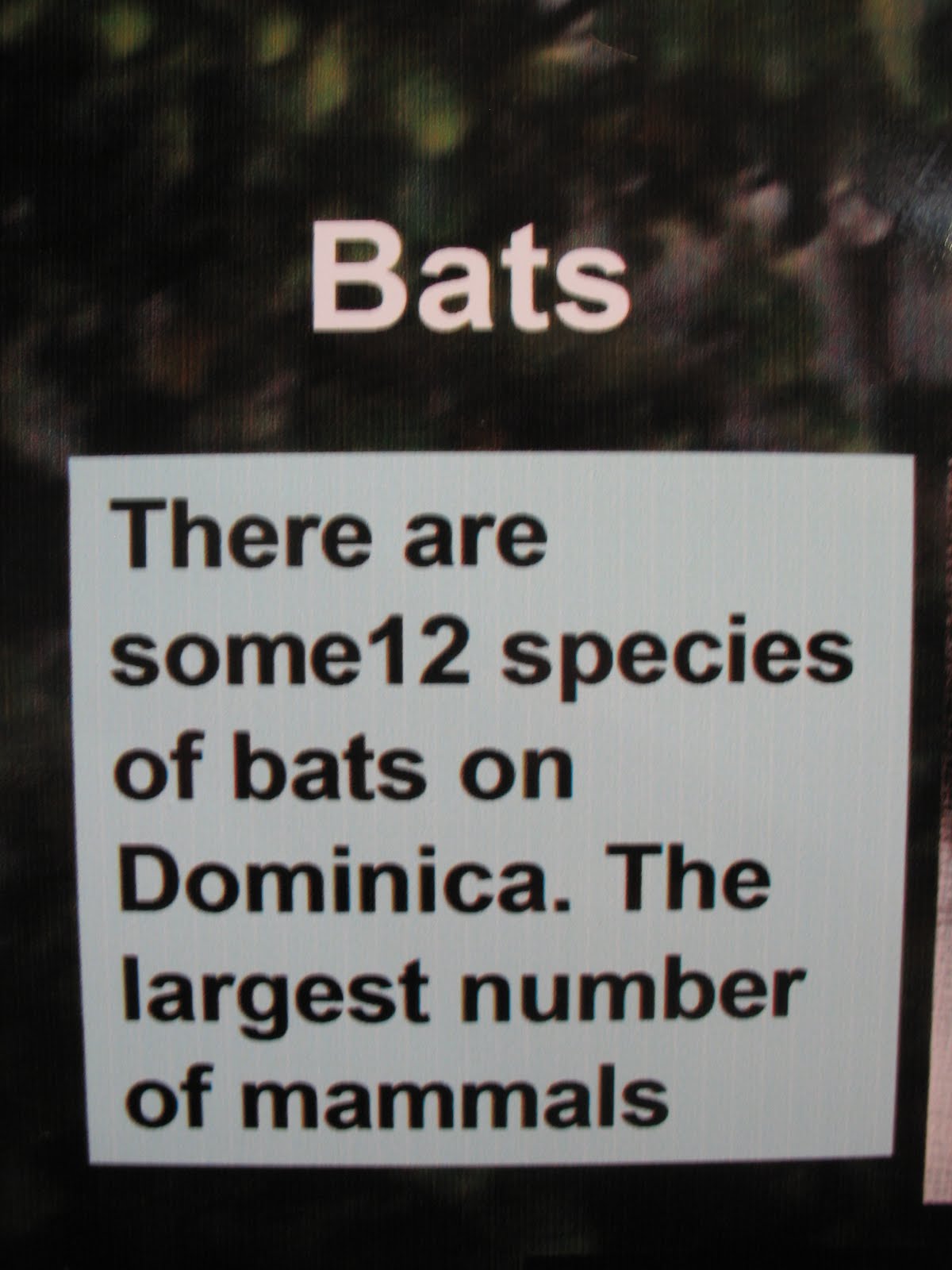 Let's Play It By Ear: Syndicate Nature Trail