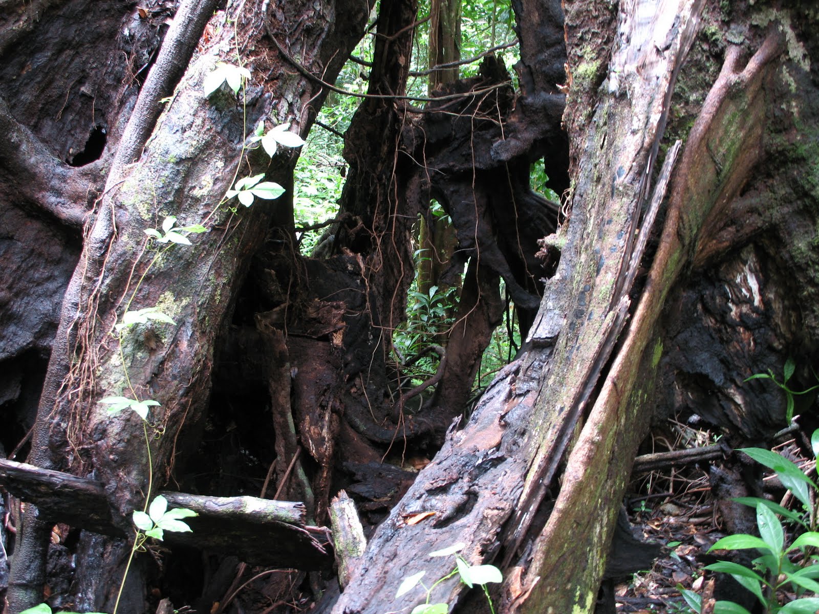 Let's Play It By Ear: Syndicate Nature Trail