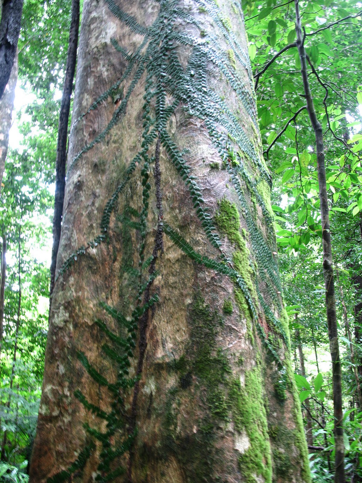 Let's Play It By Ear: Syndicate Nature Trail