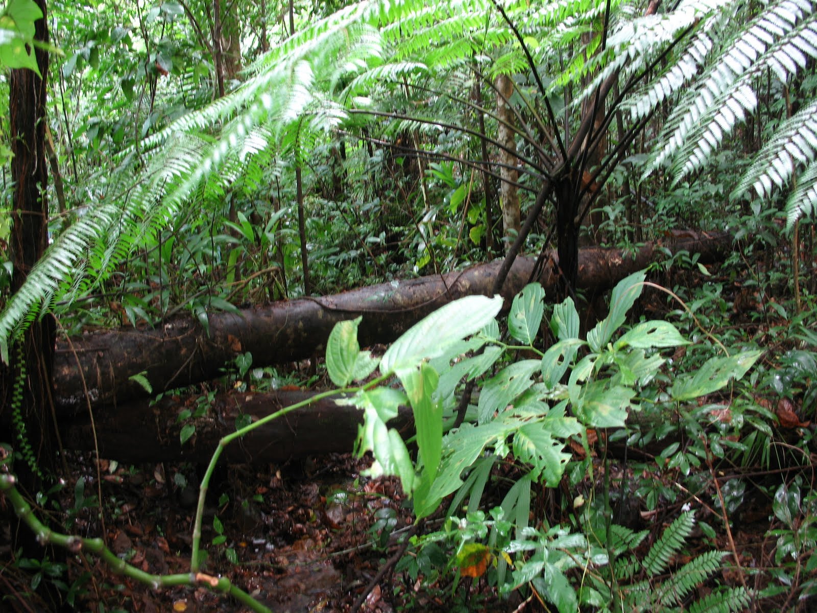 Let's Play It By Ear: Syndicate Nature Trail