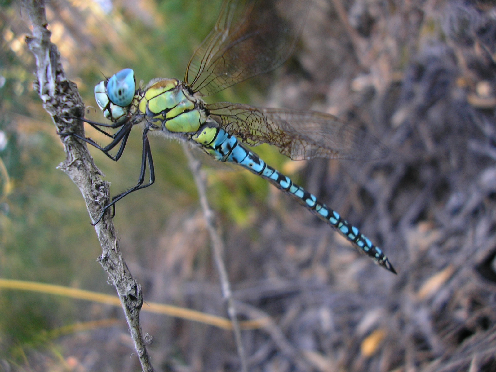 Grupo de Anelamento Anduriña: Familia Aeshnidae