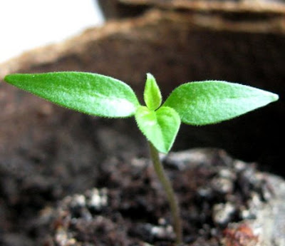 *Pepper Hot*: Growing organic Scotch Bonnet (Naga morris) - Capsicum ...