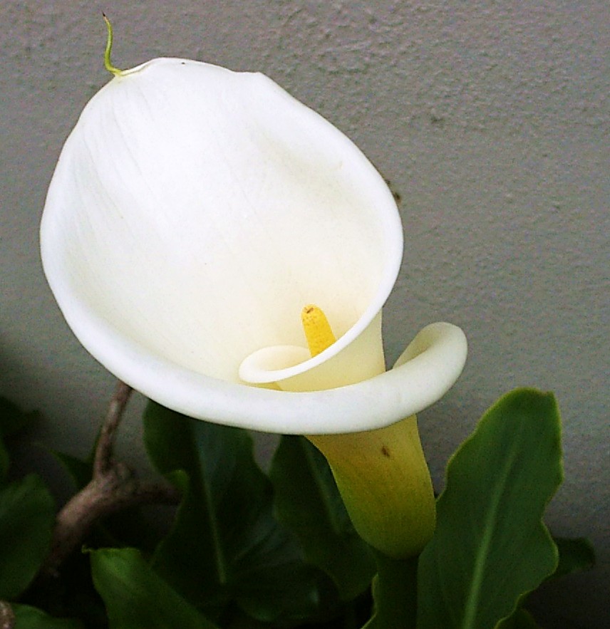 Calla