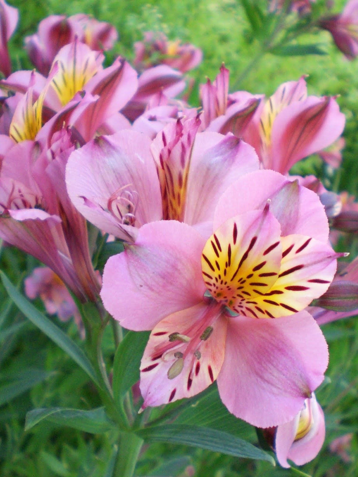 Eye Candy for the Famished: Lily of the Incas - Alstromeria