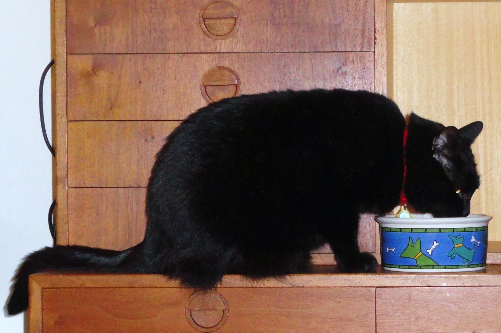 DOWAGER QUEEN: Starving Cat Needs Help!