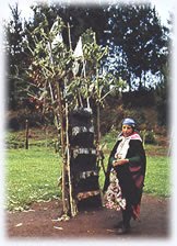 Cultura Mapuche: Gente de la Tierra: Ceremonias